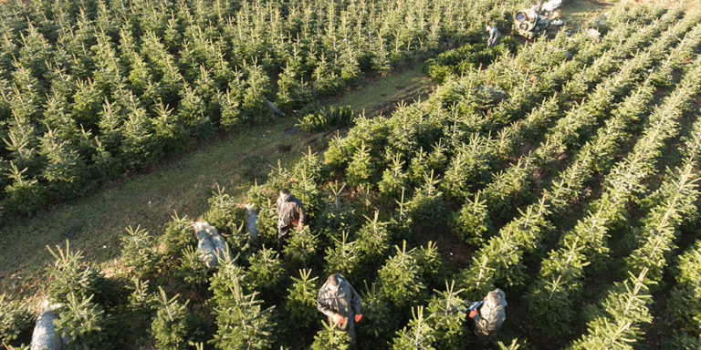 Front Page - Dane Christmas Tree