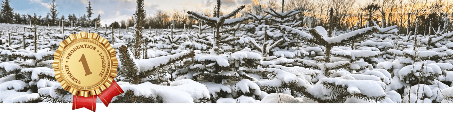 Titelseite - Dane Christmas Tree